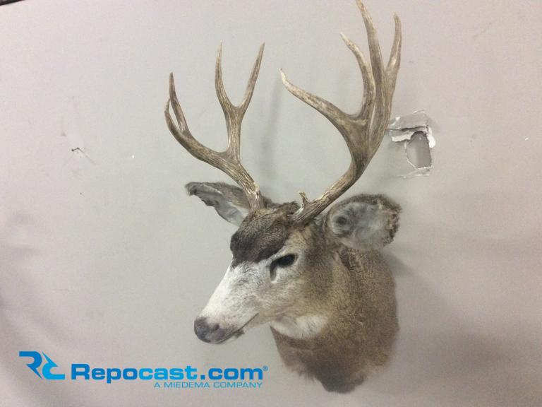 Repocast.com® | 8 point deer head mount, 15" tall rack...