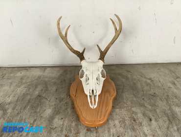 Repocast.com® | A small 6 point whitetail European Mount