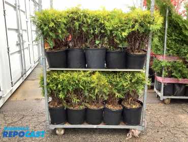 Repocast.com® | (20) Arb. Golden Globe 18". #5 pot....