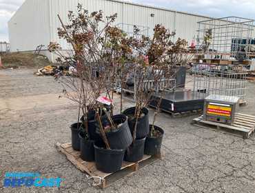 Repocast.com® | (13) Hydrangea Quickfire tree form, 4...