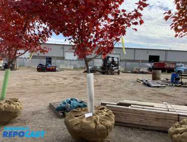 Repocast.com® | Brandywine maple, 2"-2-1/2" caliper,...