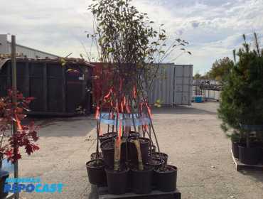 Repocast.com® | Lot of (20) assorted apple trees 5-7'