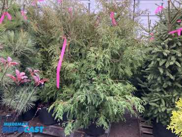 Repocast.com® | (10) Arborvitae green giant 5', grows...