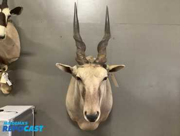 Repocast.com® | Eland mount, from Namibia