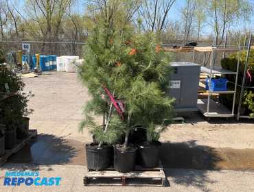 Repocast.com® | (9) Pine white 5', grows 50-80' tall...