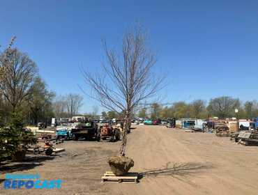 Repocast.com® | River birch, 12-14'