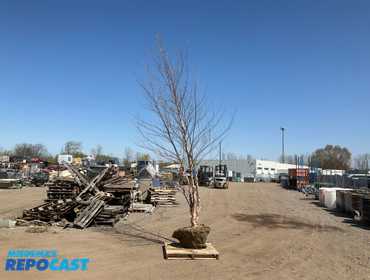 Repocast.com® | River birch, 12-14'