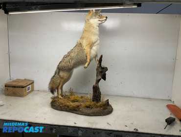 Repocast.com® | Lot of (1) Full Coyote Mount