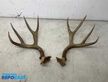 Repocast.com® | Rack of 10-Point Mule Deer Antlers