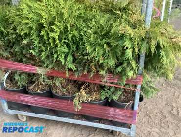 Repocast.com® | lot of (20) Arb, Woodward globe 24-30"...