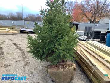 Repocast.com® | (1) Norway Spruce 6-7' - Heavy loam...