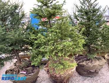 Repocast.com® | (1) Norway Spruce 6-7' - Heavy loam...