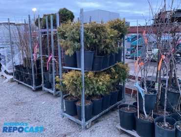 Repocast.com® | (20) Arb. golden globe 18". #5 pot....