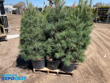 Repocast.com® | (9) Pine white 5-6'. Grows 50-80' tall...