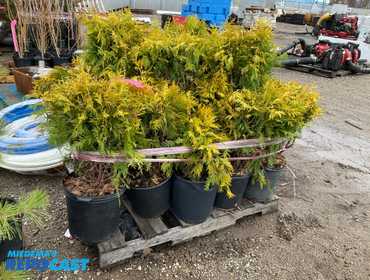 Repocast.com® | (20) Arb. Golden Globe 15-18". #5 pot....
