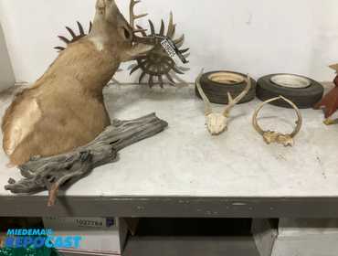 Repocast.com® | Lot of (1) 10-Point Buck Mount with (2...