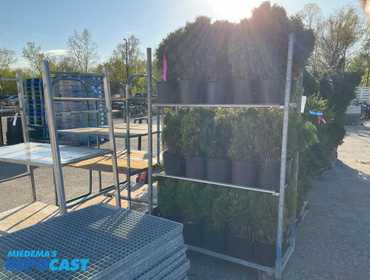 Repocast.com® | (30) Arb. Little Giant 12-15". #3 pot....