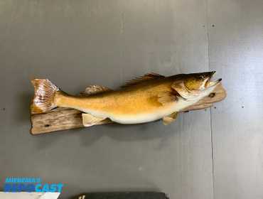 Repocast.com® | A decorative walleye fish Mount