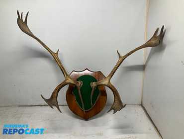 Repocast.com® | A 19 point caribou rack. Mounted...