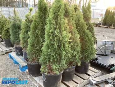 Repocast.com® | (6) Green Emerald Trees 3’-4’