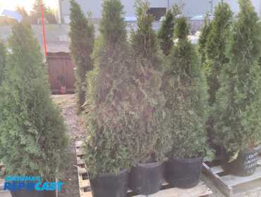 Repocast.com® | (7) Green Emerald Trees 3’-4’