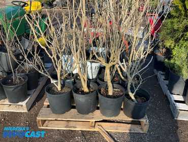 Repocast.com® | (25) assorted rose of sharon 2-3'....