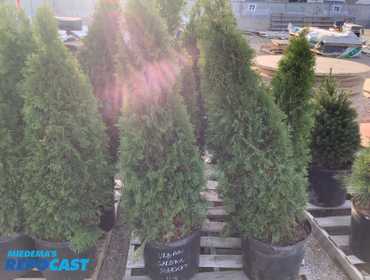 Repocast.com® | (6) Green Emerald Trees 3’-4’