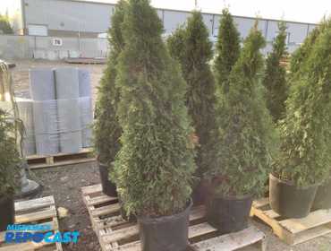 Repocast.com® | (6) Green Emerald Trees 3’-4’
