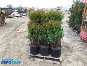 Repocast.com® | Lot of (13) Arb. Woodward Globe 2-3',