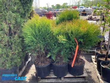 Repocast.com® | Lot of (13) Arb. Woodward Globe 2-3',
