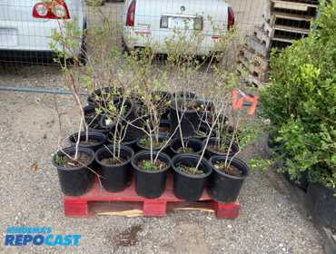 Repocast.com® | Lot of (30) Blueberry Elliot 2', Late...