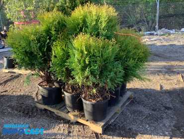 Repocast.com® | Lot of (13) Arb. Woodward Globe 2-3',...