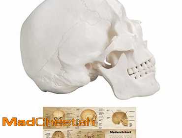 MadCheetah.com | Human Skull Model, Life Size 3-Part...