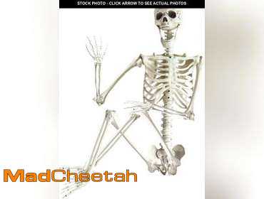 MadCheetah.com | ArtCreativity 6ft Halloween Skeleton...